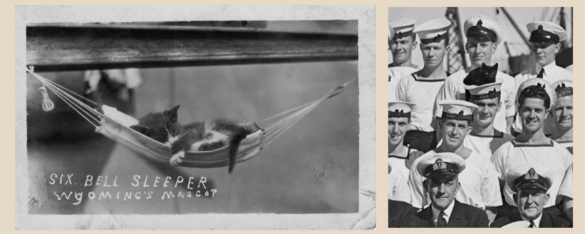 Brave, Funny, Naughty Maritime Cats - 92.9 Voice FM