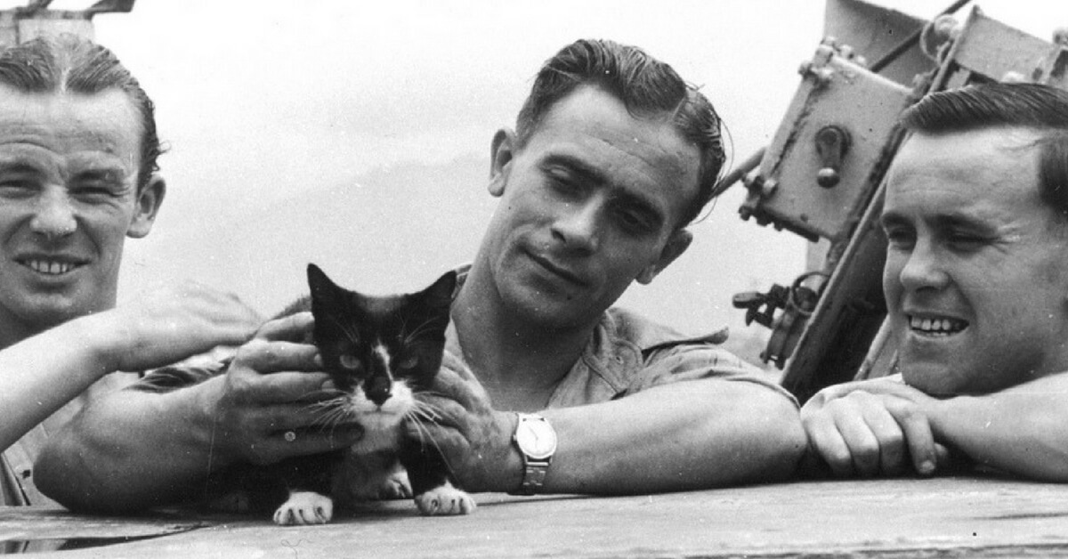 Brave, Funny, Naughty Maritime Cats - 92.9 Voice FM